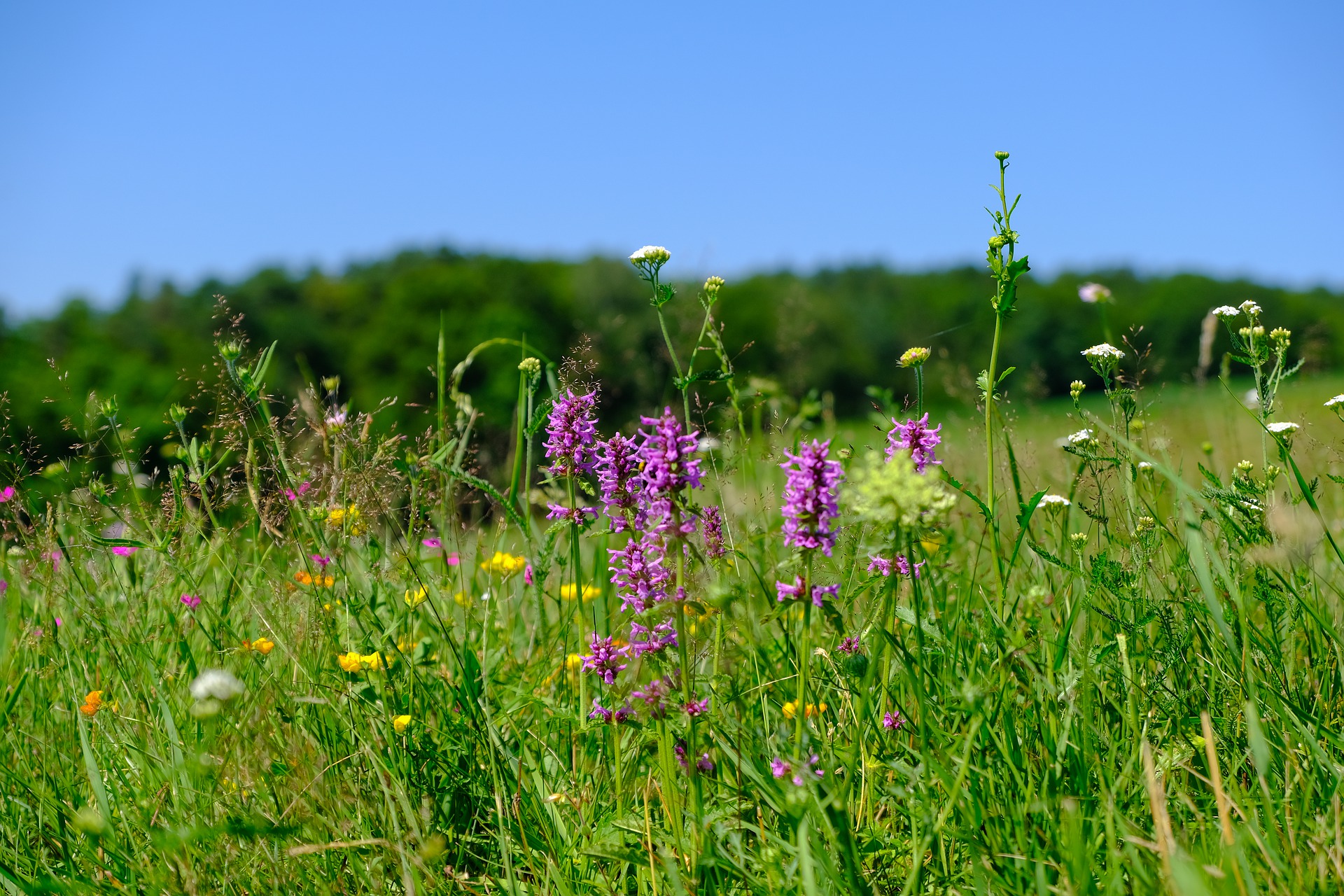 Stapledon Memorial Trust – Providing awards to both individuals and ...
